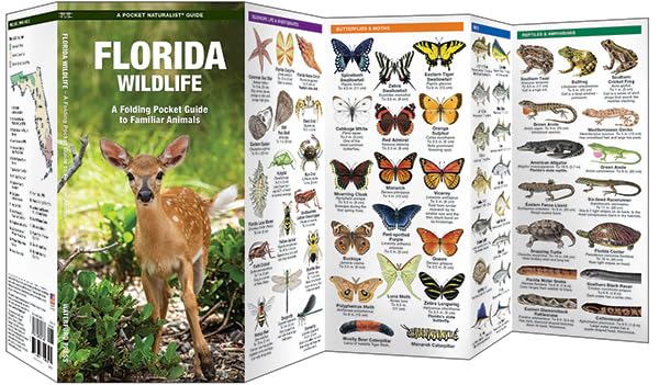 Florida Wildlife: A Folding Pocket Guide to Familiar Animals (Nature Observation North America)