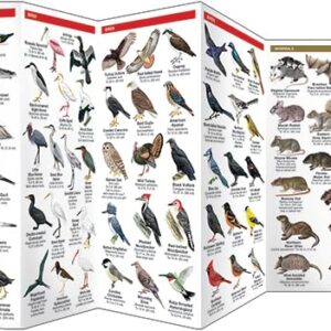 Florida Wildlife: A Folding Pocket Guide to Familiar Animals (Nature Observation North America)