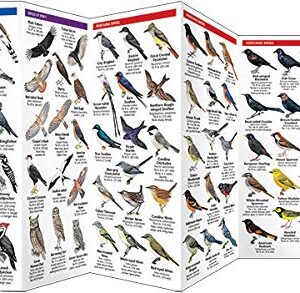 Florida Birds: A Folding Pocket Guide to Familiar Species (Nature Observation North America)