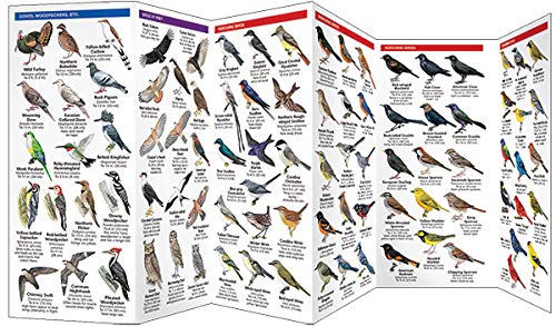 Florida Birds: A Folding Pocket Guide to Familiar Species (Nature Observation North America)