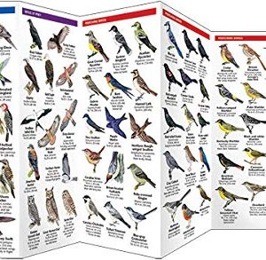 Georgia Birds: A Folding Pocket Guide to Familiar Species (Nature Observation North America)