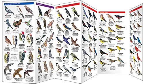 Georgia Birds: A Folding Pocket Guide to Familiar Species (Nature Observation North America)