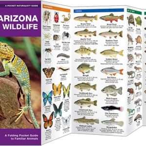 Arizona Wildlife: A Folding Pocket Guide to Familiar Animals (Nature Observation North America)