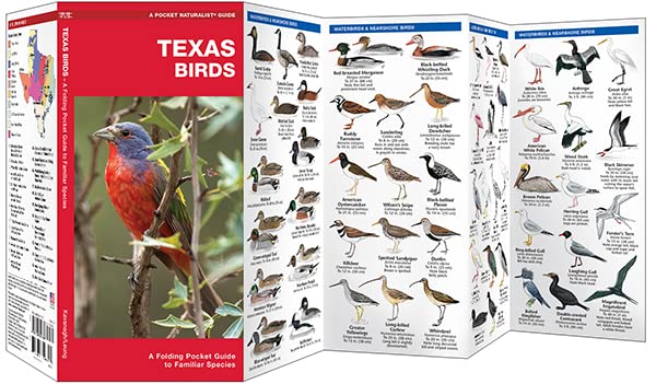 Texas Birds: A Folding Pocket Guide to Familiar Species (Nature Observation North America)