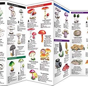 Mushrooms: A Folding Pocket Guide to Familiar North American Species (Nature Observation North America)