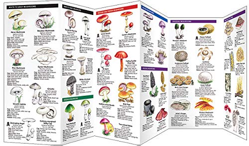 Mushrooms: A Folding Pocket Guide to Familiar North American Species (Nature Observation North America)