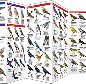 Arkansas Birds: A Folding Pocket Guide to Familiar Species (Nature Observation North America)