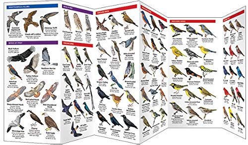 Arkansas Birds: A Folding Pocket Guide to Familiar Species (Nature Observation North America)