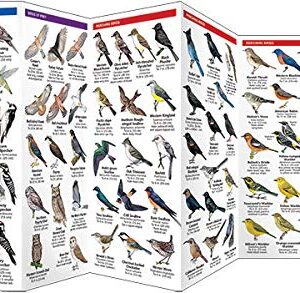 San Francisco Birds: A Folding Pocket Guide to Familiar Bay Area Species (Nature Observation North America)