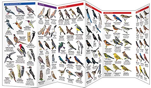 San Francisco Birds: A Folding Pocket Guide to Familiar Bay Area Species (Nature Observation North America)