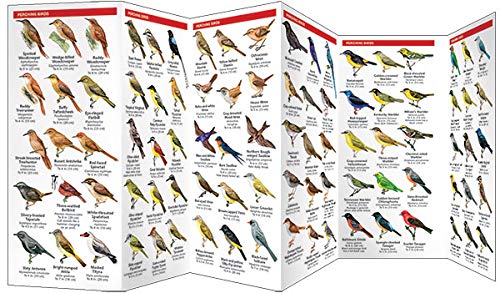 Monteverde Birds: A Folding Pocket Guide to Familiar Species of Costa Rica's Monteverde Cloud Forest (Nature Observation International)