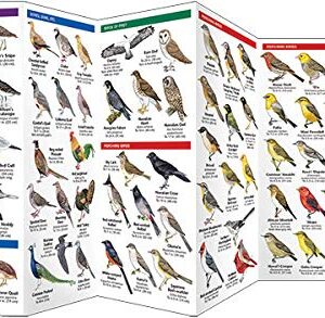 Hawaii Birds: A Folding Pocket Guide to Familiar Species (A Pocket Naturalist Guide)