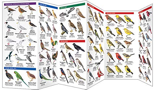 Hawaii Birds: A Folding Pocket Guide to Familiar Species (A Pocket Naturalist Guide)