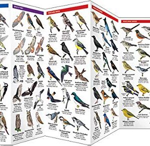 California Birds: A Folding Pocket Guide to Familiar Species (Nature Observation North America)