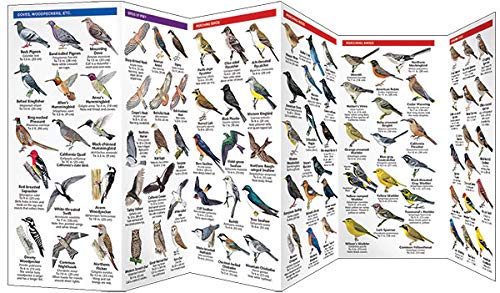 California Birds: A Folding Pocket Guide to Familiar Species (Nature Observation North America)