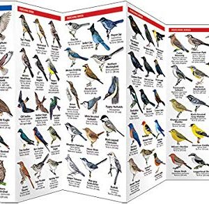 Colorado Birds: A Folding Pocket Guide to Familiar Species (Nature Observation North America)