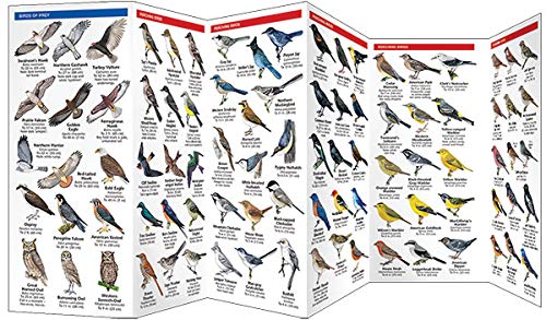 Colorado Birds: A Folding Pocket Guide to Familiar Species (Nature Observation North America)