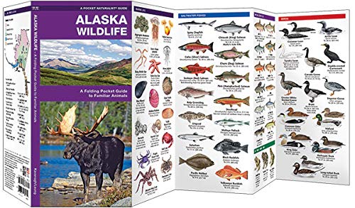 Alaska Wildlife: A Folding Pocket Guide to Familiar Animals (Nature Observation North America)