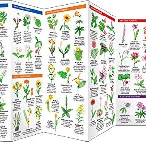 North Carolina Trees & Wildflowers: A Folding Pocket Guide to Familiar Plants (Nature Observation North America)