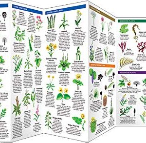 Edible Wild Plants: A Folding Pocket Guide to Familiar North American Species (Nature Observation North America)