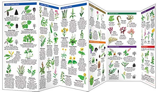 Edible Wild Plants: A Folding Pocket Guide to Familiar North American Species (Nature Observation North America)