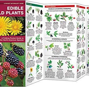 Edible Wild Plants: A Folding Pocket Guide to Familiar North American Species (Nature Observation North America)