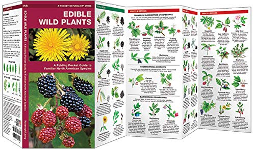 Edible Wild Plants: A Folding Pocket Guide to Familiar North American Species (Nature Observation North America)