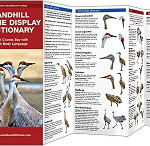 Sandhill Crane Display Dictionary: What Cranes Say With Their Body Language (Nature Observation North America)