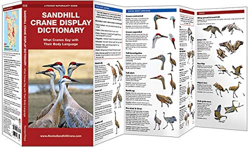 Sandhill Crane Display Dictionary: What Cranes Say With Their Body Language (Nature Observation North America)