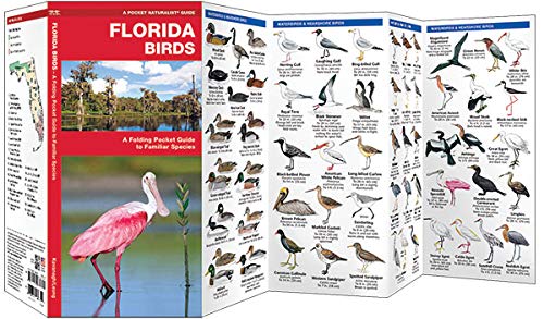 Florida Birds: A Folding Pocket Guide to Familiar Species (Nature Observation North America)