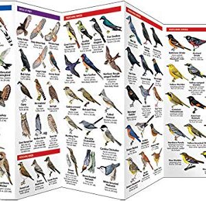 Maryland & DC Birds: A Folding Pocket Guide to Familiar Species (Nature Observation North America)