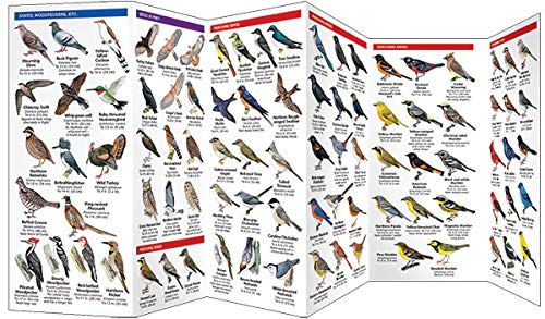 Maryland & DC Birds: A Folding Pocket Guide to Familiar Species (Nature Observation North America)