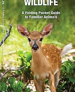 Florida Wildlife: A Folding Pocket Guide to Familiar Animals (Nature Observation North America)