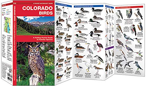 Colorado Birds: A Folding Pocket Guide to Familiar Species (Nature Observation North America)