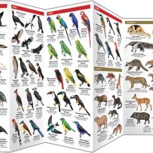 Amazon Wildlife: A Folding Pocket Guide to Familiar Animals (Nature Observation International)