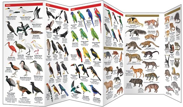 Amazon Wildlife: A Folding Pocket Guide to Familiar Animals (Nature Observation International)