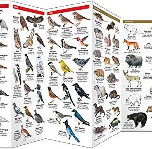 Alaska Wildlife: A Folding Pocket Guide to Familiar Animals (Nature Observation North America)