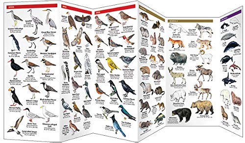 Alaska Wildlife: A Folding Pocket Guide to Familiar Animals (Nature Observation North America)