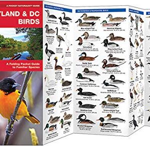 Maryland & DC Birds: A Folding Pocket Guide to Familiar Species (Nature Observation North America)