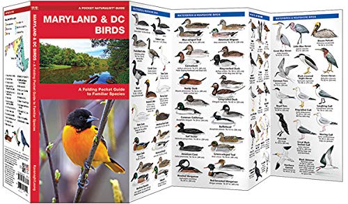 Maryland & DC Birds: A Folding Pocket Guide to Familiar Species (Nature Observation North America)