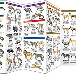 South Africa Wildlife: A Folding Pocket Guide to Familiar Animals in the South African Region (Nature Observation International)