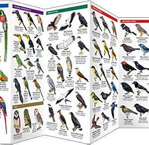 Panama Birds: A Folding Pocket Guide to Familiar Species (Nature Observation International)