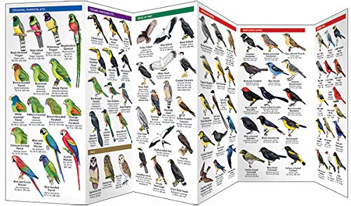 Panama Birds: A Folding Pocket Guide to Familiar Species (Nature Observation International)