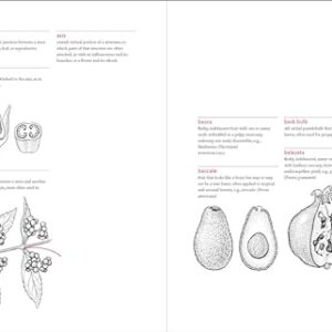 A Botanist's Vocabulary: 1300 Terms Explained and Illustrated (Science for Gardeners)