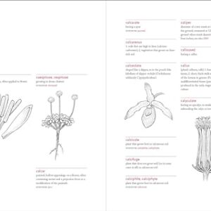 A Botanist's Vocabulary: 1300 Terms Explained and Illustrated (Science for Gardeners)