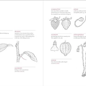 A Botanist's Vocabulary: 1300 Terms Explained and Illustrated (Science for Gardeners)