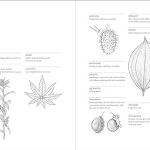 A Botanist's Vocabulary: 1300 Terms Explained and Illustrated (Science for Gardeners)