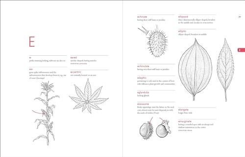 A Botanist's Vocabulary: 1300 Terms Explained and Illustrated (Science for Gardeners)