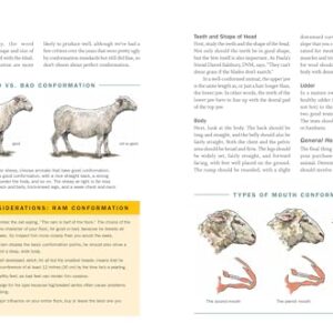 Storey's Guide to Raising Sheep, 5th Edition: Breeding, Care, Facilities