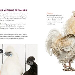 How to Speak Chicken: Why Your Chickens Do What They Do & Say What They Say